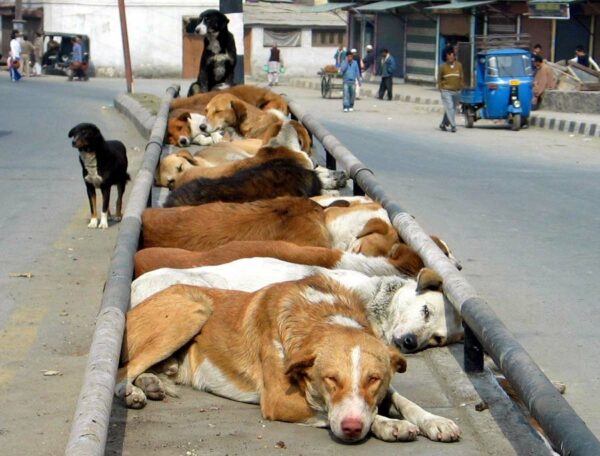 Rising Stray Dog Menace Sparks Fear Outside Schools in Kashmir ...