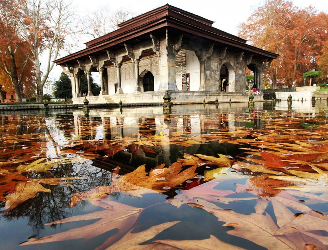 Crimson Chinar | Kashmir Life - Latest News & Breaking News from Kashmir