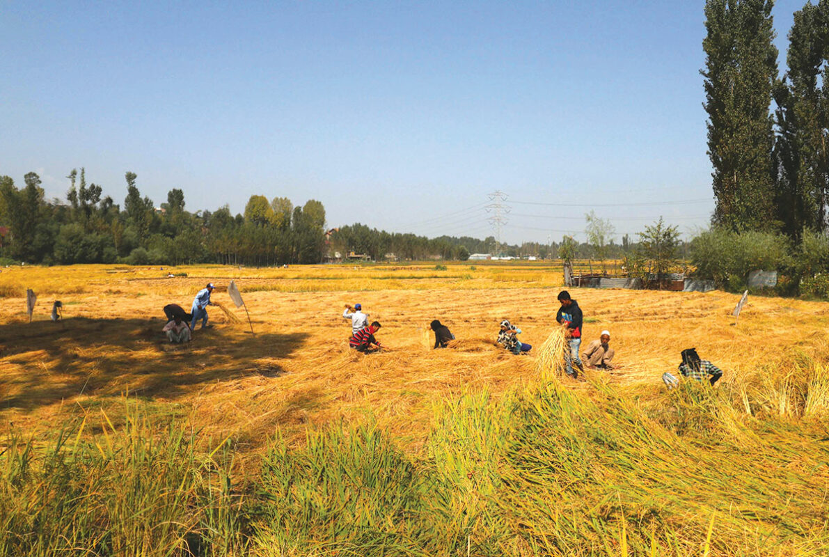 Jammu Records Highest Ever Paddy Procurement as MSP Payments Cross Rs ...