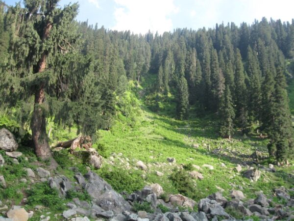 Jammu Kashmir Forest Area Covers 47.8 Per Cent of Total Land, Spanning ...