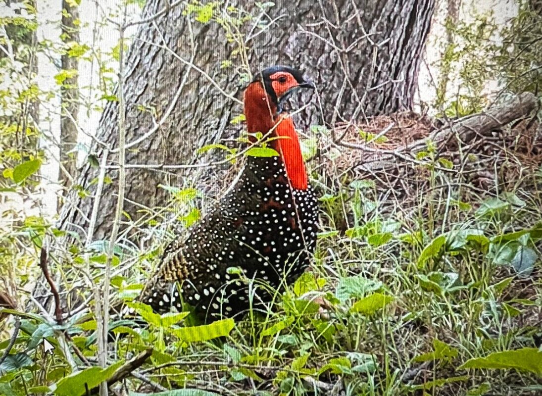 JK’s Poonch Sanctuary Records First Image of Rare Western Tragopan ...