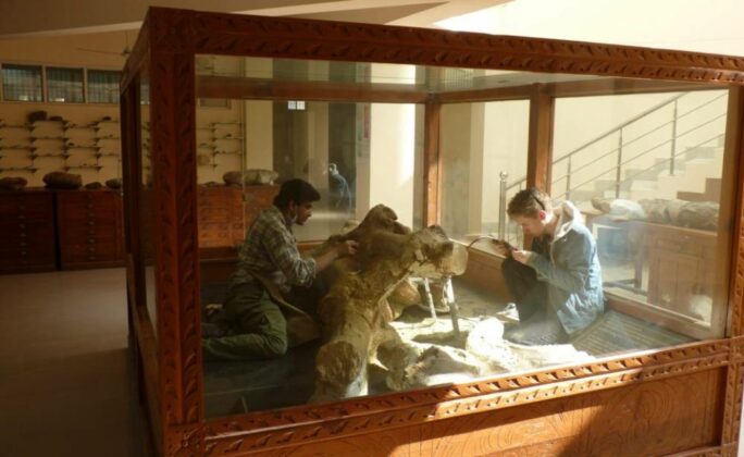 24 Years After Its Discovery, Pampore Elephant Fossils Tell Kashmir’s 3 ...